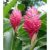Alpinia Purpurata Kimi Ginger – Aloha Tropicals
