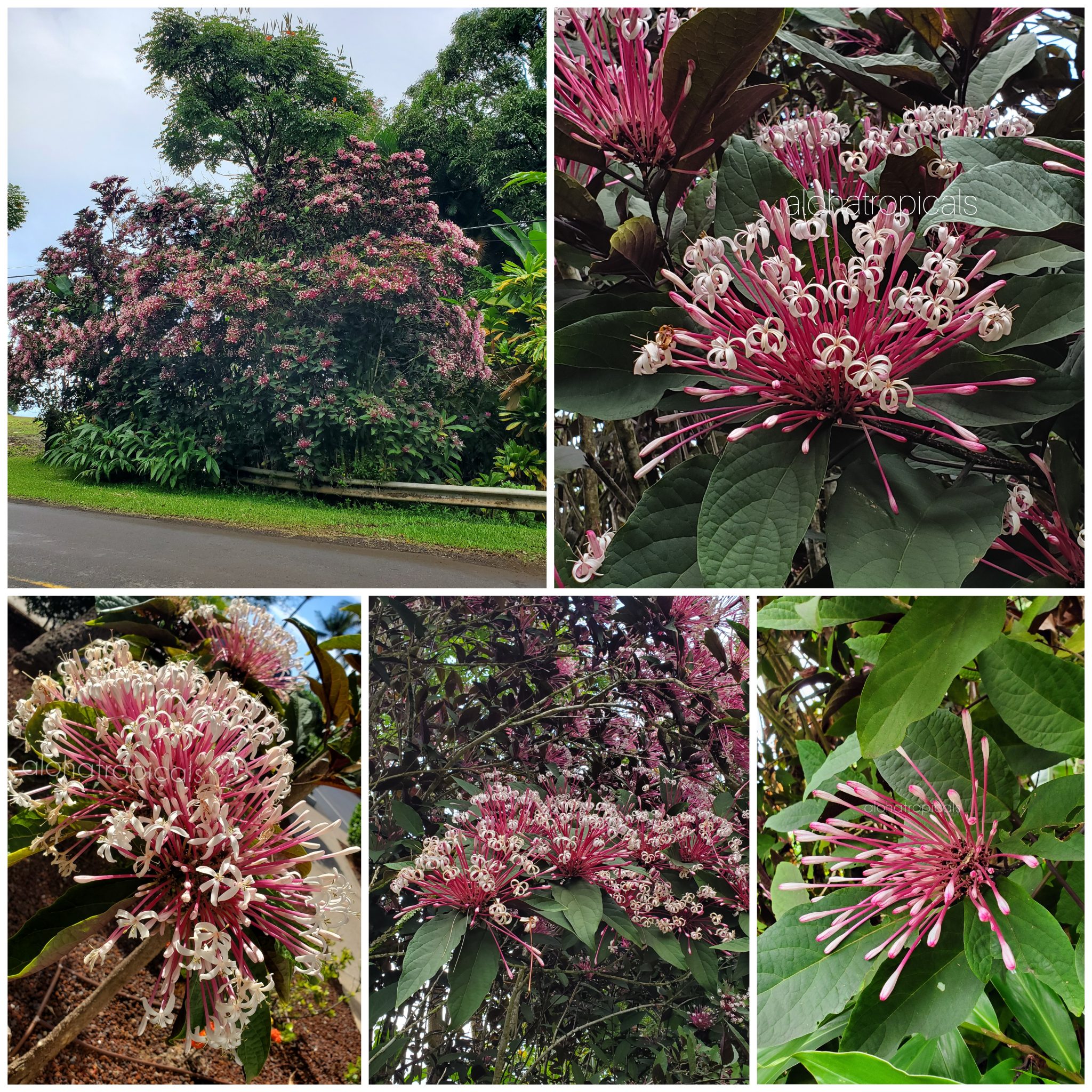 Starburst Bush (Clerodendrum quadriloculare) – Aloha Tropicals