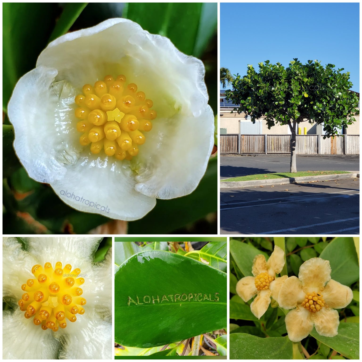 Clusia Rosea Autograph Tree – Aloha Tropicals