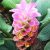 Curcuma Manee “Sweet Memory” – Aloha Tropicals