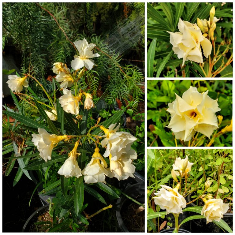 Nerium Oleander Petite Salmon – Aloha Tropicals