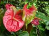Anthurium “Kalapana” – Aloha Tropicals