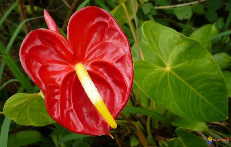 Anthurium “Miami Beauty Red” – Aloha Tropicals