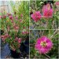 Neon Pink Bottle Brush (Callistemon Viminalis) – Aloha Tropicals