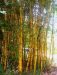Bambusa Vulgaria Vittata Painted Bamboo) – Aloha Tropicals