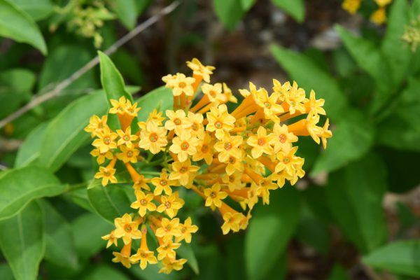 Cestrum Aurantiacum Golden Jessamine - Aloha Tropicals
