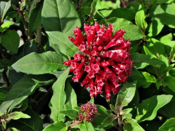 Cestrum Elegans Purpuratum Red - Aloha Tropicals