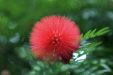 Calliandra Inaequilatera “pink powder puff “ – Aloha Tropicals