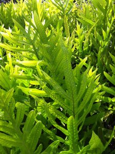 Laua’e Fern (Microsorium scolopendria) – Aloha Tropicals