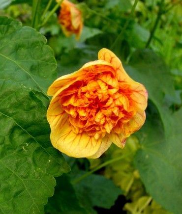 Abutilon lantern Ilima - Aloha Tropicals