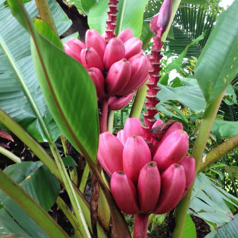 Musa (Velutina) – Aloha Tropicals