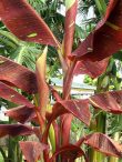 Musa sp. “Siam Ruby” – Aloha Tropicals