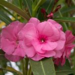 Nerium Oleander Double Yellow – Aloha Tropicals