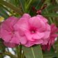 Nerium Oleander Double Yellow – Aloha Tropicals
