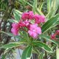 Nerium Oleander Double Yellow – Aloha Tropicals