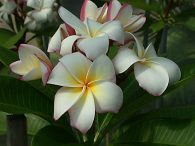 Plumeria “Daisy Wilcox” – Aloha Tropicals