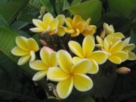 Plumeria “Heidi Gold” – Aloha Tropicals