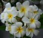 Plumeria “Samoan Fluff” – Aloha Tropicals