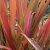 Phormium sp. Jester – Aloha Tropicals