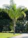 Cocos Arecastrum Romanzoffianum Queen Palm – Aloha Tropicals