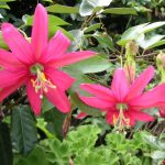 Passiflora Ruby Glow – Aloha Tropicals