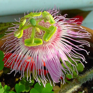 Passiflora Ruby Glow – Aloha Tropicals