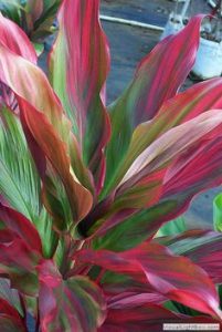 Hawaiian ti Plant ‘Ono Mea’ (Cordyline fruticosa) – Aloha Tropicals