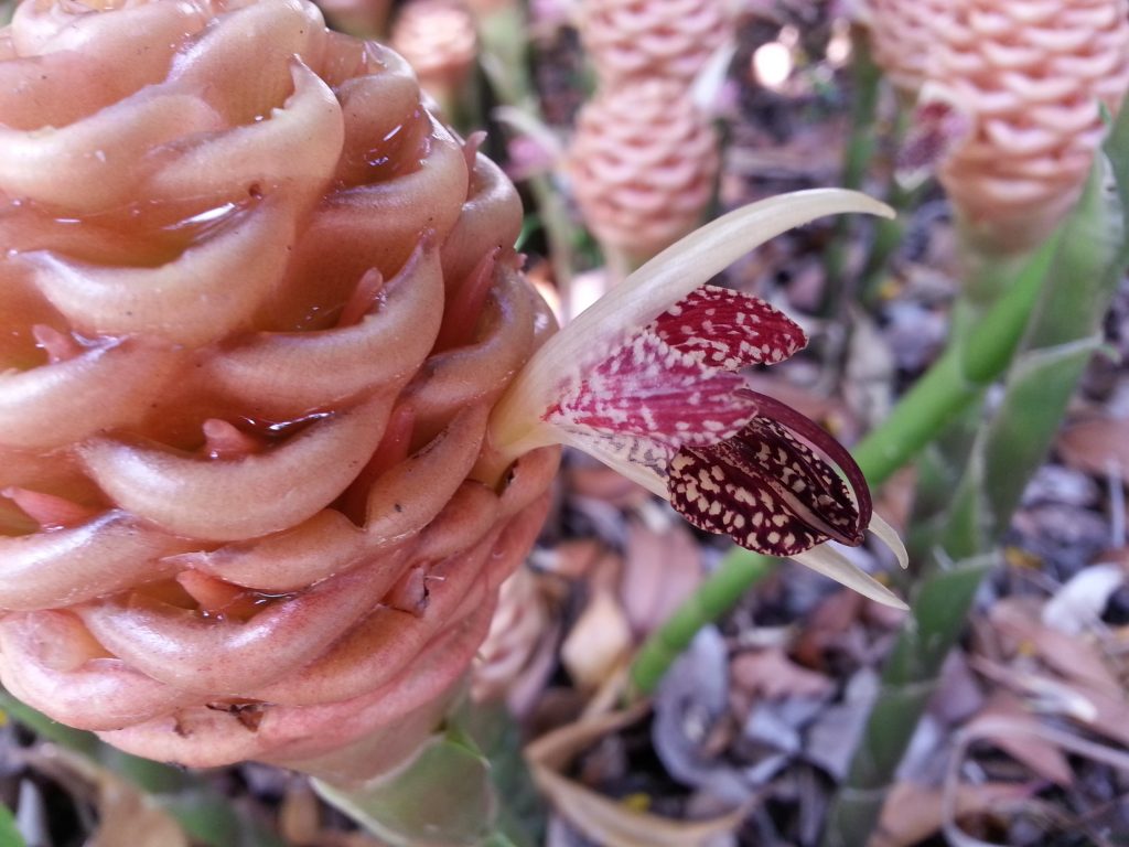 Beehive Ginger ‘Pink Maraca’ (Zingiber spectabile) – Aloha Tropicals