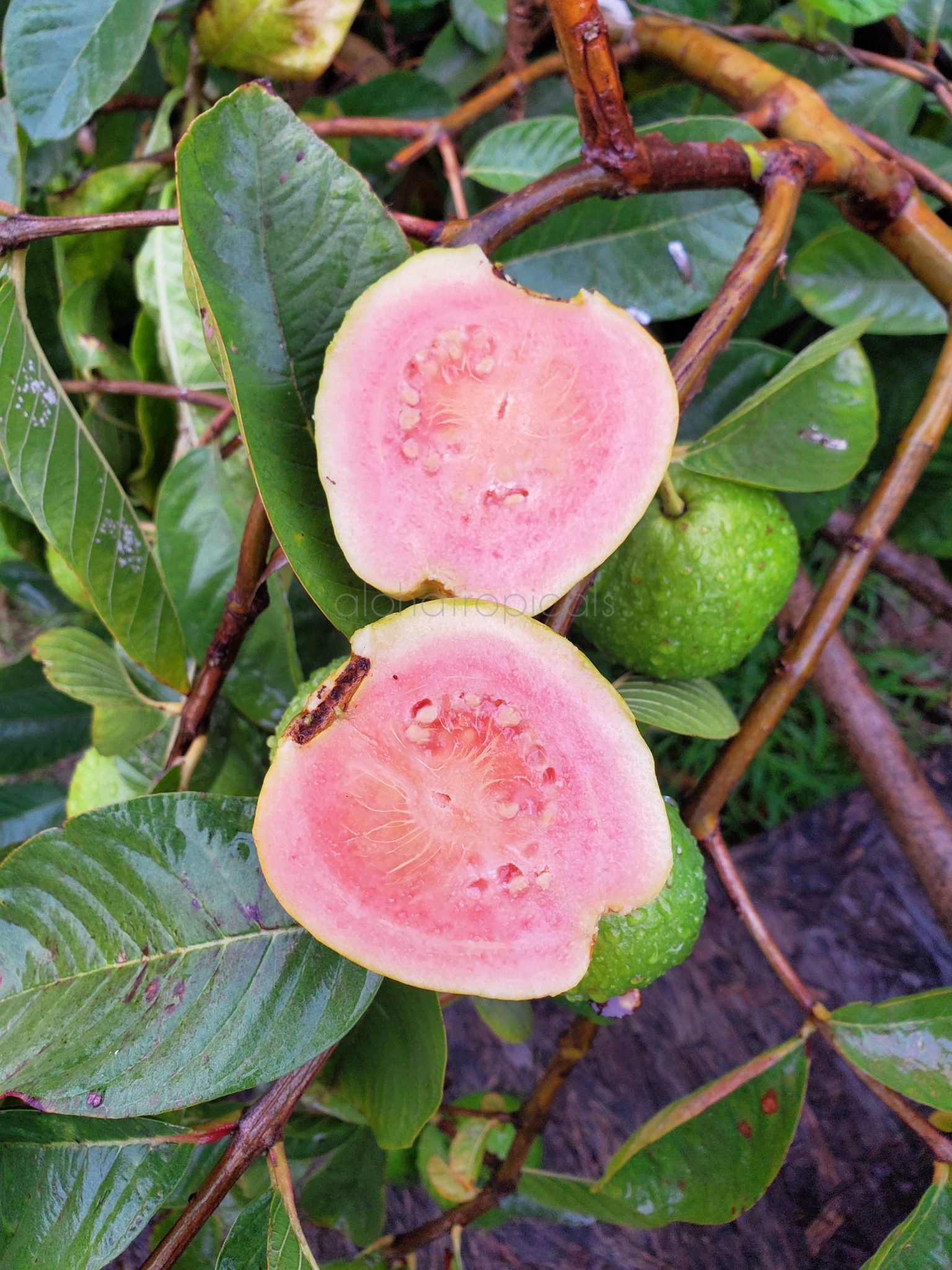 Asian Guava – Aloha Tropicals