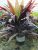 Hawaiian Ti Plant ‘Black Magic’ (Cordyline fruticosa) – Aloha Tropicals