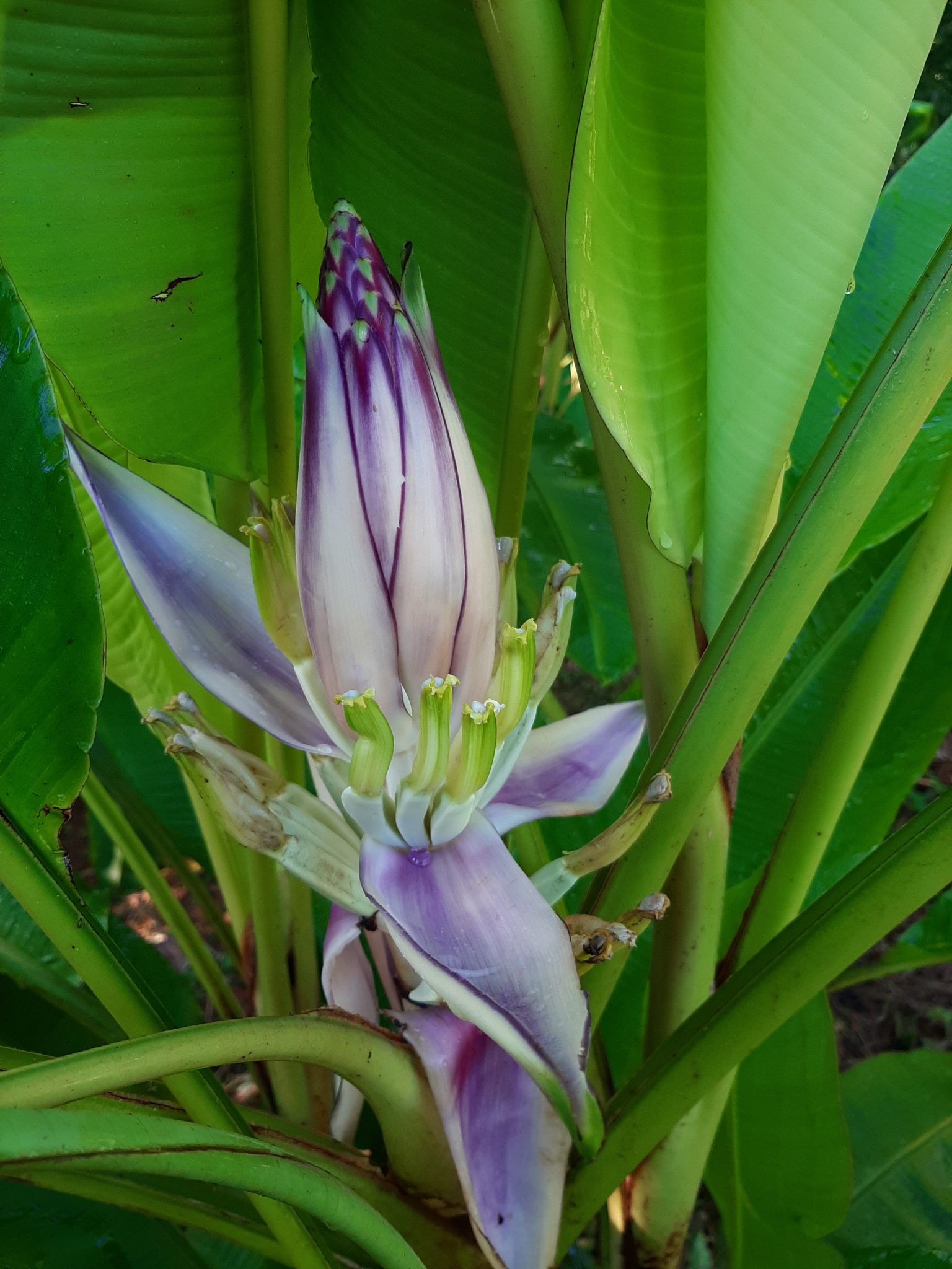 Musa “Leyte White” – Aloha Tropicals