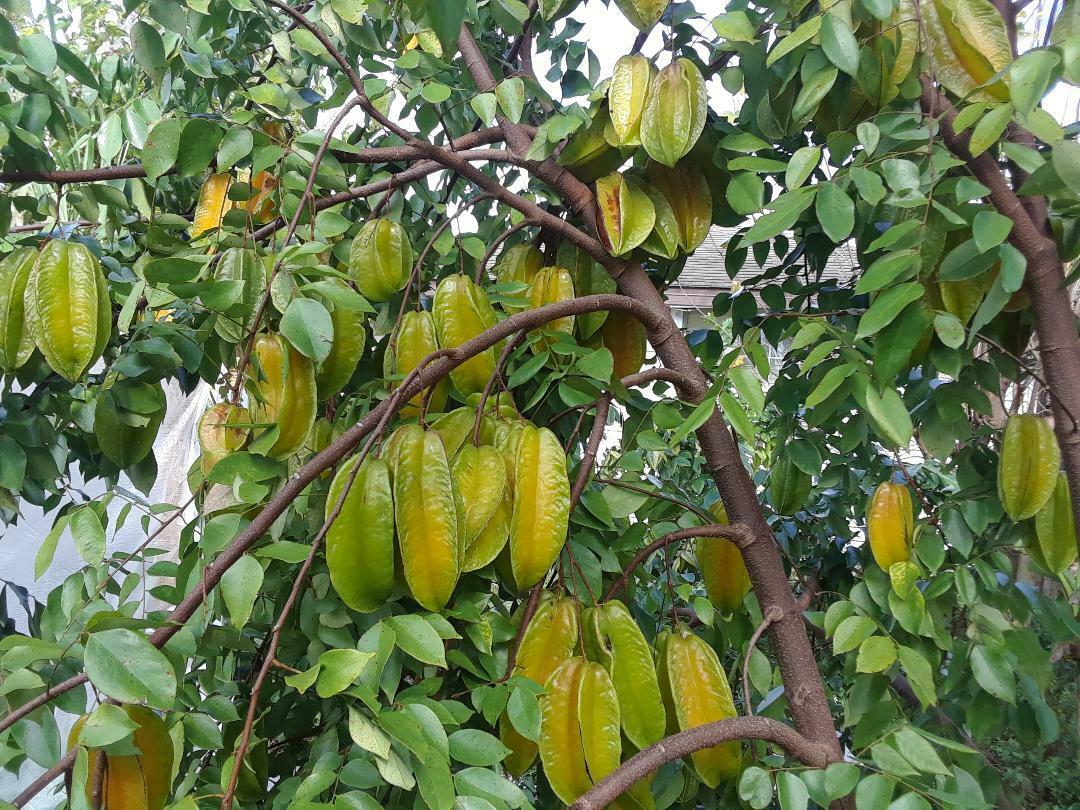 CSF 12 Carambola Star Fruit Aloha Tropicals