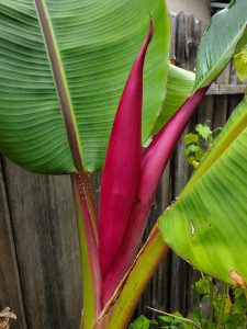 Musa Ornata “Royal Purple” Flowering – Aloha Tropicals