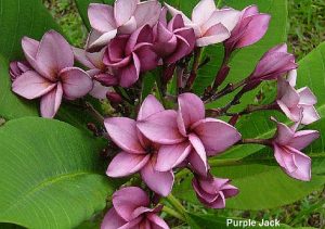 Plumeria – Aloha Tropicals